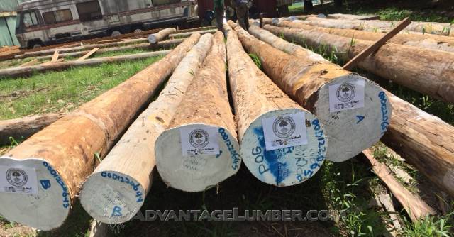 Greenheart Lumber - Greenheart Wood