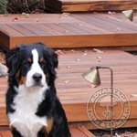 Tigerwood Decking Gallery